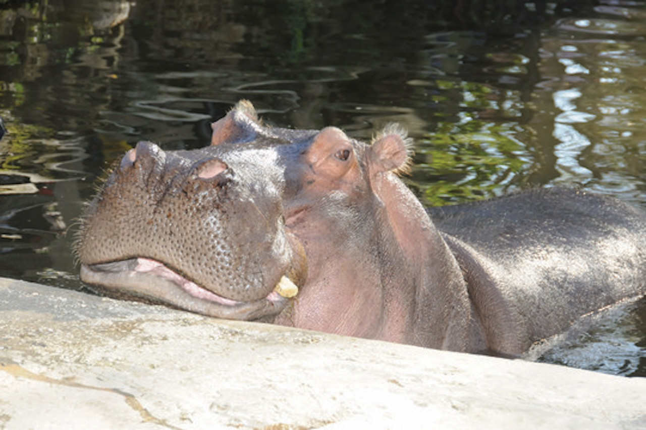 Florida State Parks Celebrate Lu the Hippo’s 60th Birthday