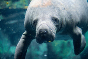 Go slow and look out below – manatees are on the move