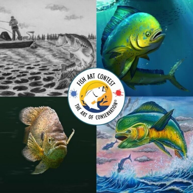 FWC announces winners of the Florida State Fish Art Contest