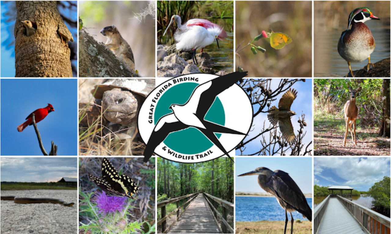 FWC announces selection of 14 new Great Florida Birding and Wildlife ...